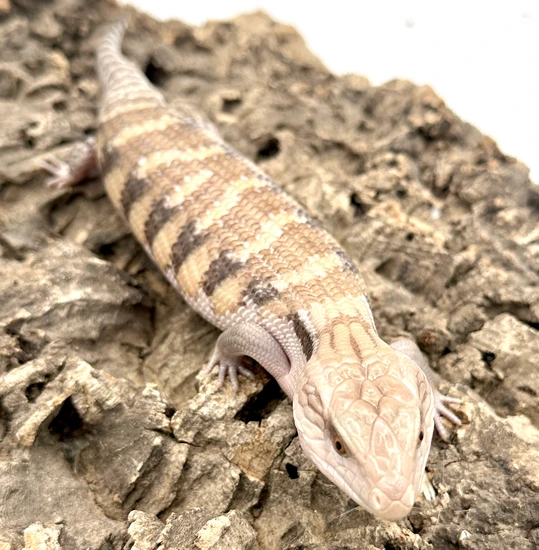 %100 Het Ivory Northern Blue Tongue Skink Northern Blue-Tongued Skink ...