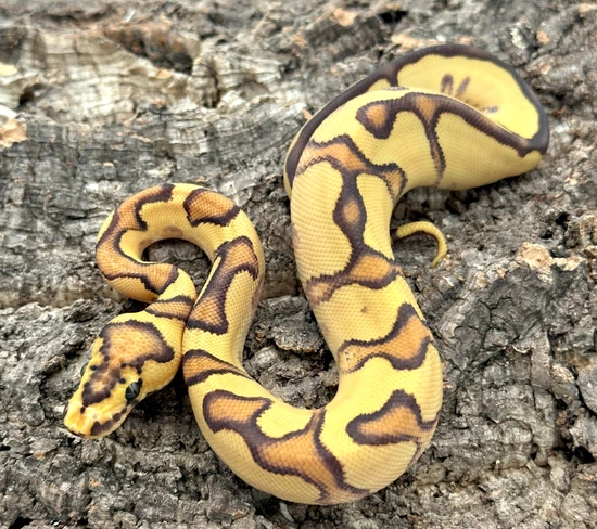 Clown Enchi Orange Dream Fire Yb Ball Python by Herps Etc Reptiles