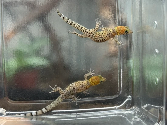 Pair Sphaerodactylus Rosaurae (High Color) More Gecko by HerpTime