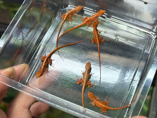 Fire Red Anolis Sagrei Anole by HerpTime