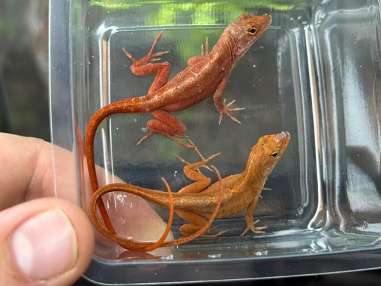Pair Red Anolis Sagrei Anole by HerpTime