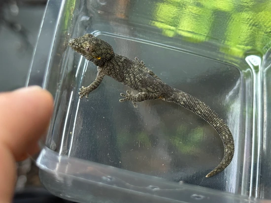 Eurydactylodes Occidentalis Chameleon Gecko by HerpTime