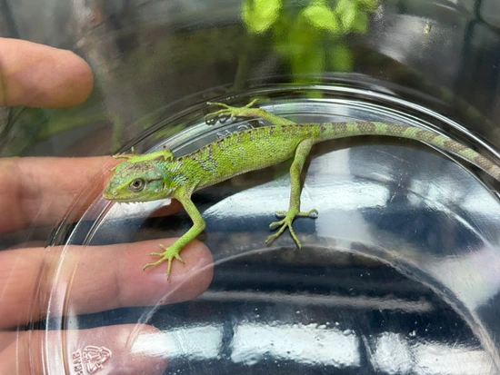 Polychrus Peruvianus More Lizard by HerpTime