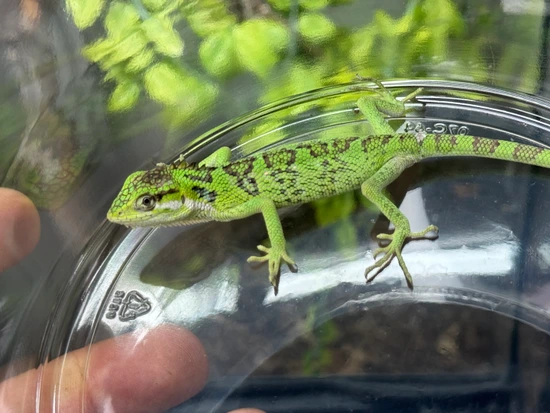 Polychrus Peruvianus More Lizard by HerpTime