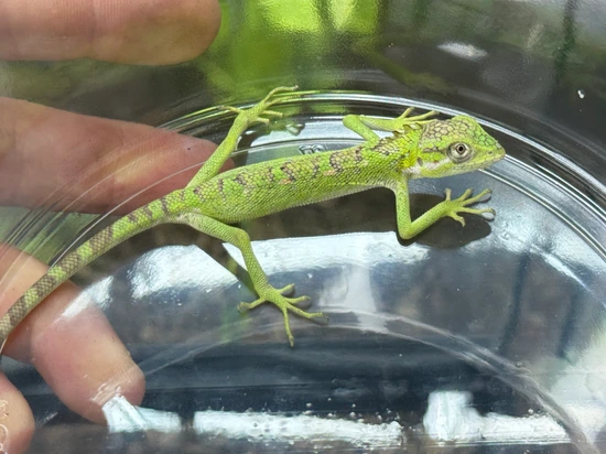 Polychrus Peruvianus More Lizard by HerpTime