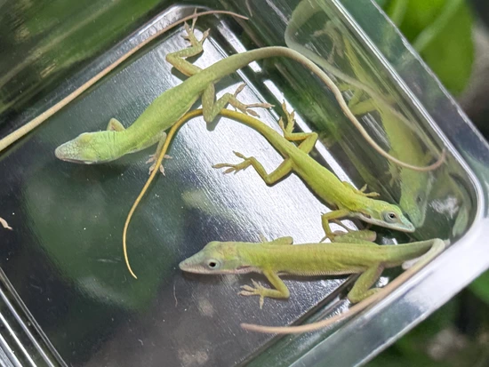 Anolis Allisoni Anole by HerpTime