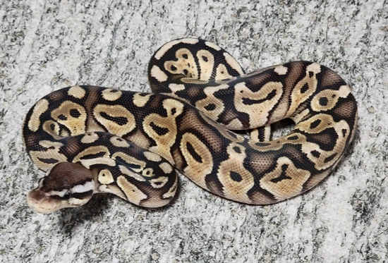 Pastel HRA Ball Python by Hershey Exotics