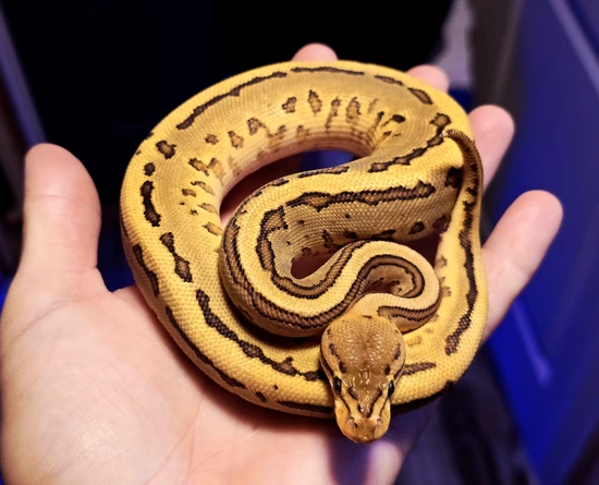 Fire Leopard Pinstripe Yellowbelly/Asphalt Ball Python by Hershey Exotics