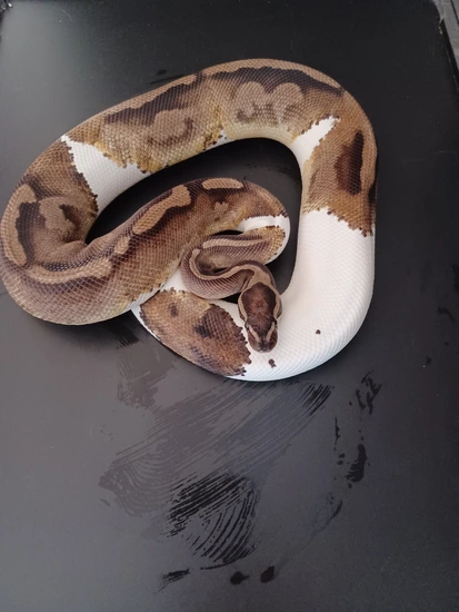 Pied Het Ultramel Ball Python by Dream Reptiles