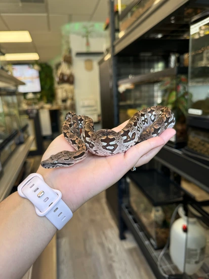 Dumeril’s Boa Dumeril's Boa by Royal Python's Cove LLC