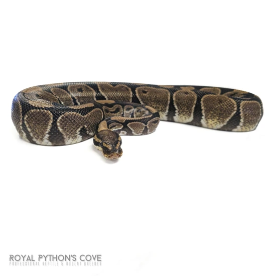 "Darwin" The 12 Y.o. Ball Python - UP FOR ADOPTION by Royal Python's ...