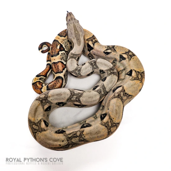 Female Jungle BCI Boa Constrictor by Royal Python's Cove LLC