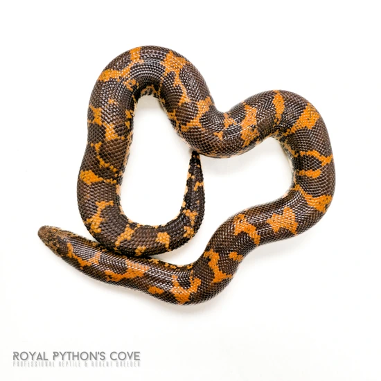 Adult Male Kenyan Sand Boa by Royal Python's Cove LLC