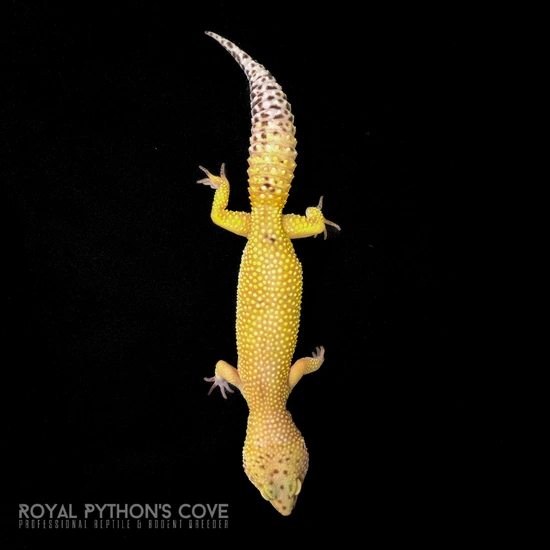 Mack Snow Radar Leopard Gecko by Royal Python's Cove LLC
