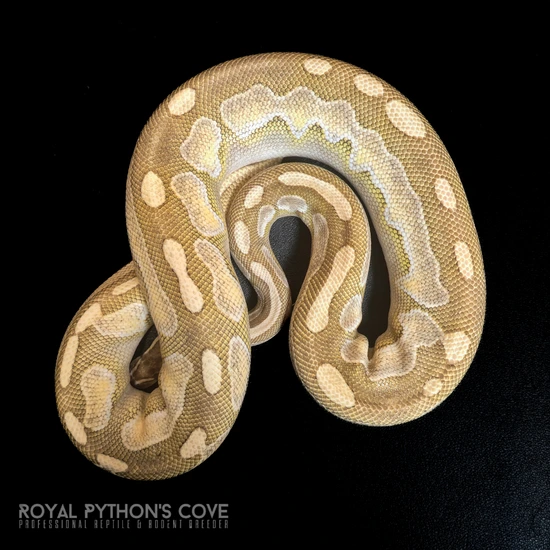 Enchi Cinnamon Butter Ball Python by Royal Python's Cove LLC