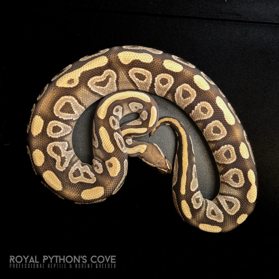 Mojave 100% Het Rainbow Ball Python by Royal Python's Cove LLC