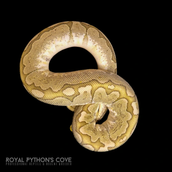 Super Pastel Bamboo Ball Python by Royal Python's Cove LLC
