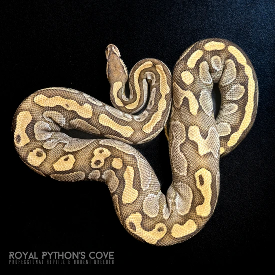 Platinum Lesser Ball Python by Royal Python's Cove LLC