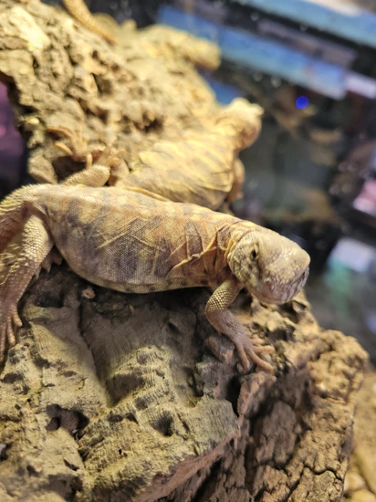 Ornate Uromastyx by High Desert Geckos Exotic Pets & Supplies