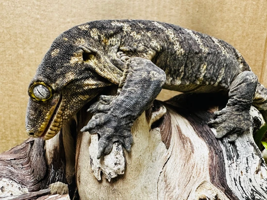 Callie, 7 Year Old, Mixed Isle Leachianus Gecko by High Desert Geckos ...