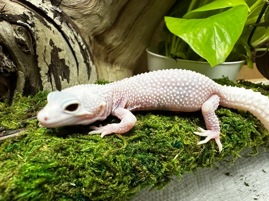 Dooku, Diablo Blanco Red Eye Leopard Gecko by High Desert Geckos Exotic ...