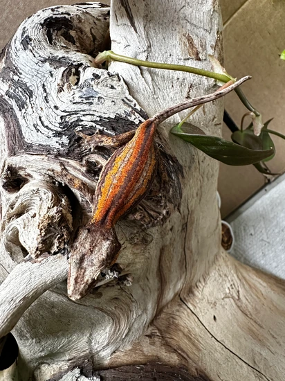 GG17, Quad Stripe Gargoyle Gecko by High Desert Geckos Exotic Pets ...
