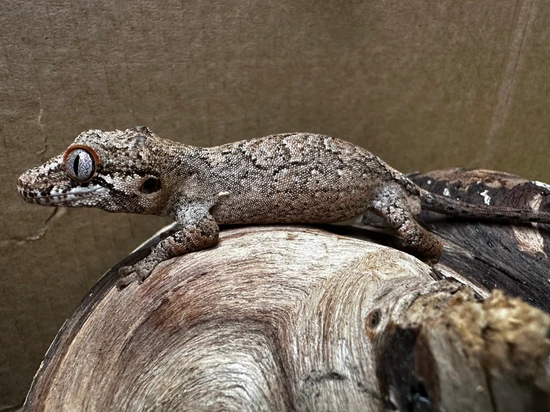 Ignatious, Reticulated Gargoyle Gecko by High Desert Geckos Exotic Pets ...
