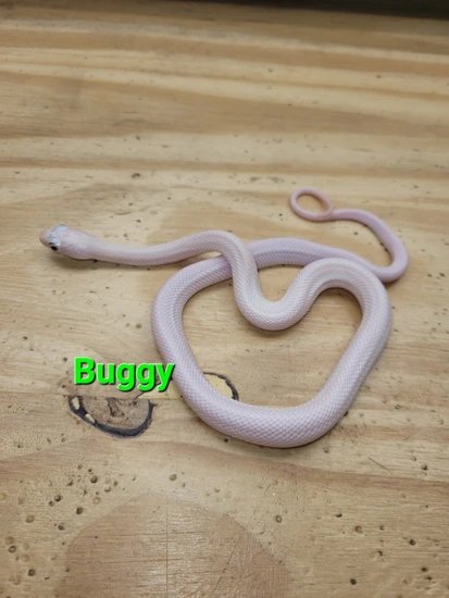 Buggy, Leucistic Other Rat Snake by High Desert Geckos Exotic Pets ...