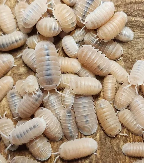 Cubaris Murina 10ct Isopod by High Desert Geckos Exotic Pets & Supplies