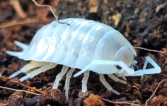 Whiteouts 10ct Isopod by High Desert Geckos Exotic Pets & Supplies