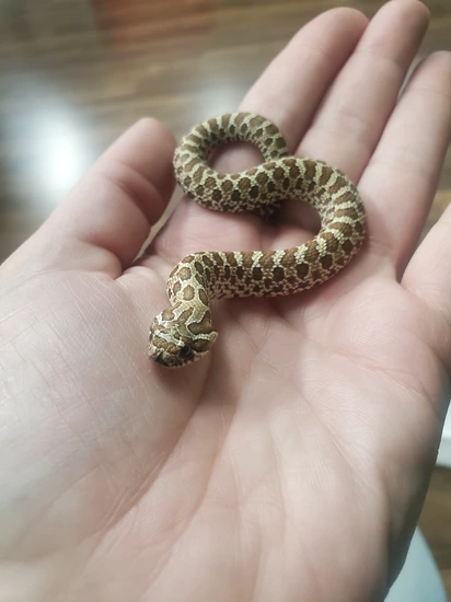 Toffee Female Hognose Western Hognose by High Desert Geckos Exotic Pets ...