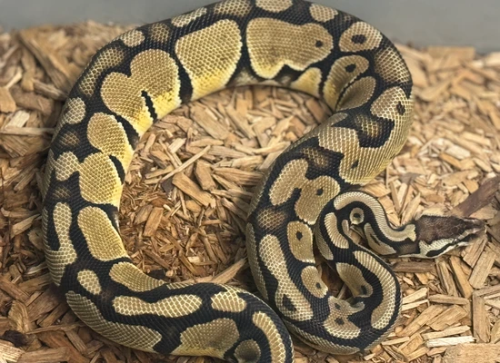Pastel Triple Het Enhancer Genetic Stripe Clown Ball Python by High ...