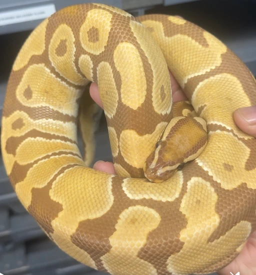 Ultramel Ball Python by High Desert Pythons