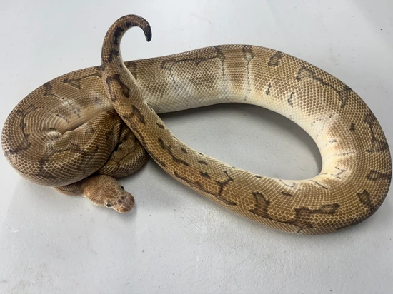 Pinstripe Clown Het Desert Ghost Het Genetic Stripe Ball Python by High ...