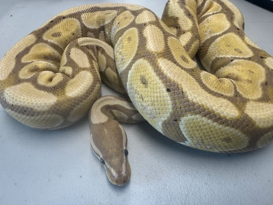 Banana Het Puzzle Ball Python by High Desert Pythons