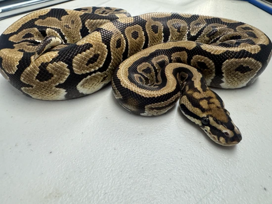 *Fair Reserve* Ultramel Batman Breeding Pair Ball Python by High Desert ...