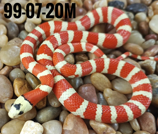 Applegate Special Arizona Mountain Kingsnake by Highland_Herps