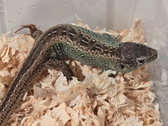 Lacerta Agilis by Highlander Reptiles