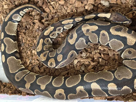 Normal Female Ball Python by 1