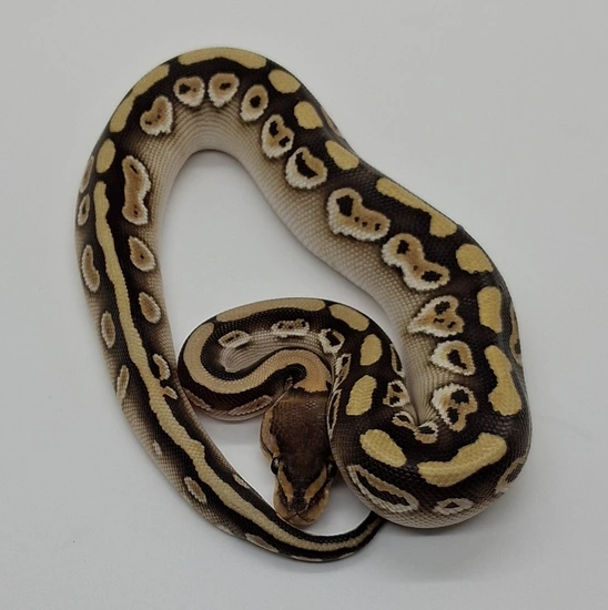 Butter Wookie X-treme Pos Yb Het Clown 50% Pied Ball Python by Gigi's ...