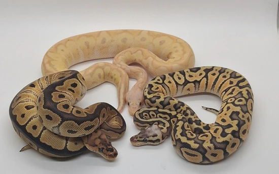 1.2 Clown Project Ball Python by Gigi's Serpents
