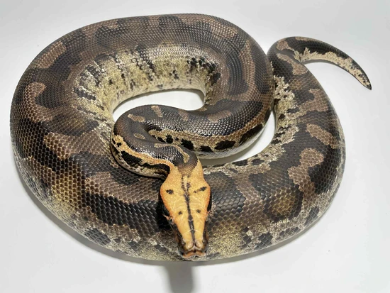 Orange Head Sumatran Sumatran Short-Tailed Python by Gigi's Serpents