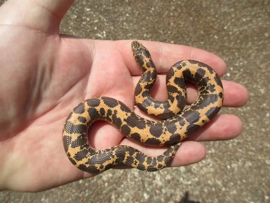 Normal DH Snow Kenyan Sand Boa by Hill's Herps