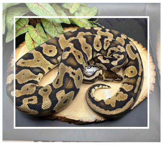Pastel Het Piebald 66% Het Candy Ball Python by Bustin Ballz Pythons LLC