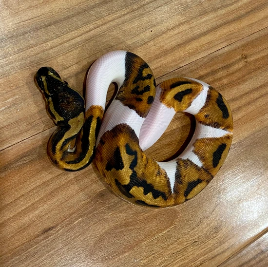 Leopard, Yellow Belly, Piebald, 50% Het Clown, Paradox! Ball Python by Black Star Reptiles
