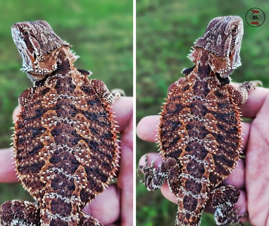 50% Red Monster / Tiger (Het Hypo, Het Trans) Central Bearded Dragon by ...