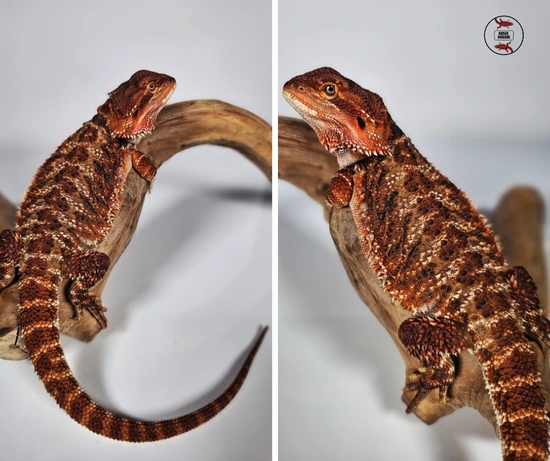 50% Red Monster / Tiger Central Bearded Dragon by Hirsch Dragons
