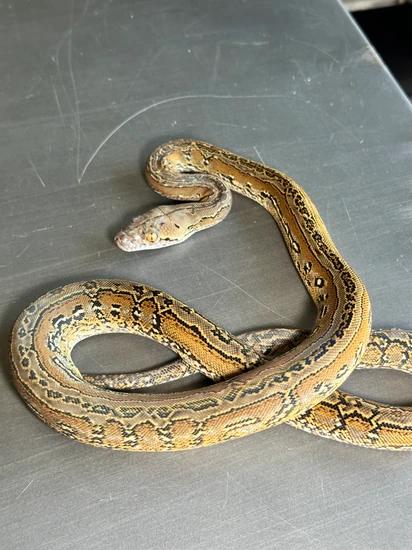 62.5% SD 25% Mindanao Marble Retic Female Reticulated Python by HISSED