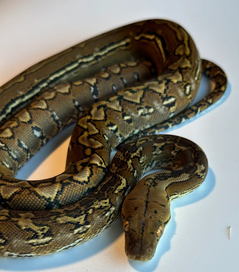 62.5% SD 25% Mindanao Marble Retic Female Reticulated Python by HISSED