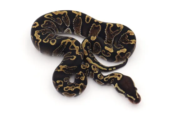 GHI 66% Het Pied Ball Python by Hissy Fit Reptiles